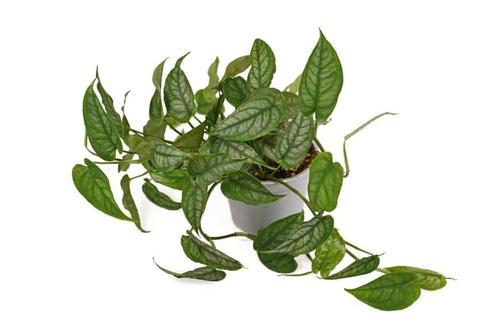 Monstera Peru 101: Care Guide, FAQ & Pictures - Foliage Friend - Learn ...