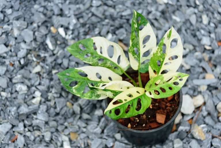 5 Monstera Plants That Cost More Than a Car (#3 Price Will Shock You ...