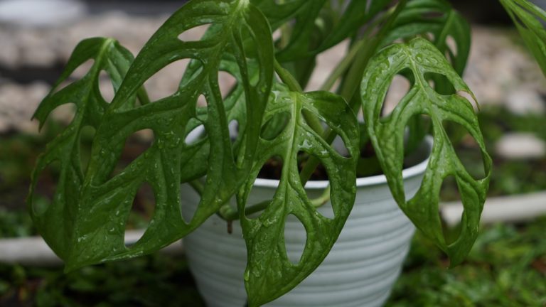 Monstera Laniata vs. Adansonii Key Differences (w Pictures) - Foliage ...