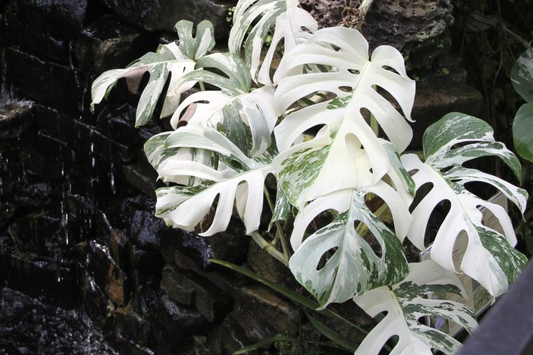 Monstera Albo 101: Care Guide, FAQ & Pictures - Foliage Friend - Learn ...