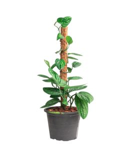 Monstera Peru 101: Care Guide, FAQ & Pictures - Foliage Friend - Learn ...