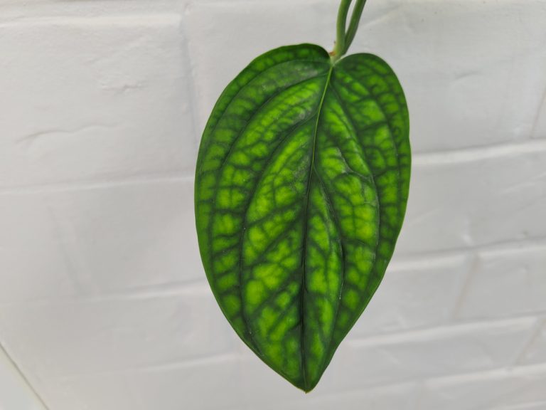 Monstera Siltepecana vs. Peru: Key Differences & Similarities - Foliage ...