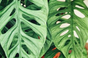 Monstera Esqueleto 101: Care Guide, FAQ & Pictures - Foliage Friend ...