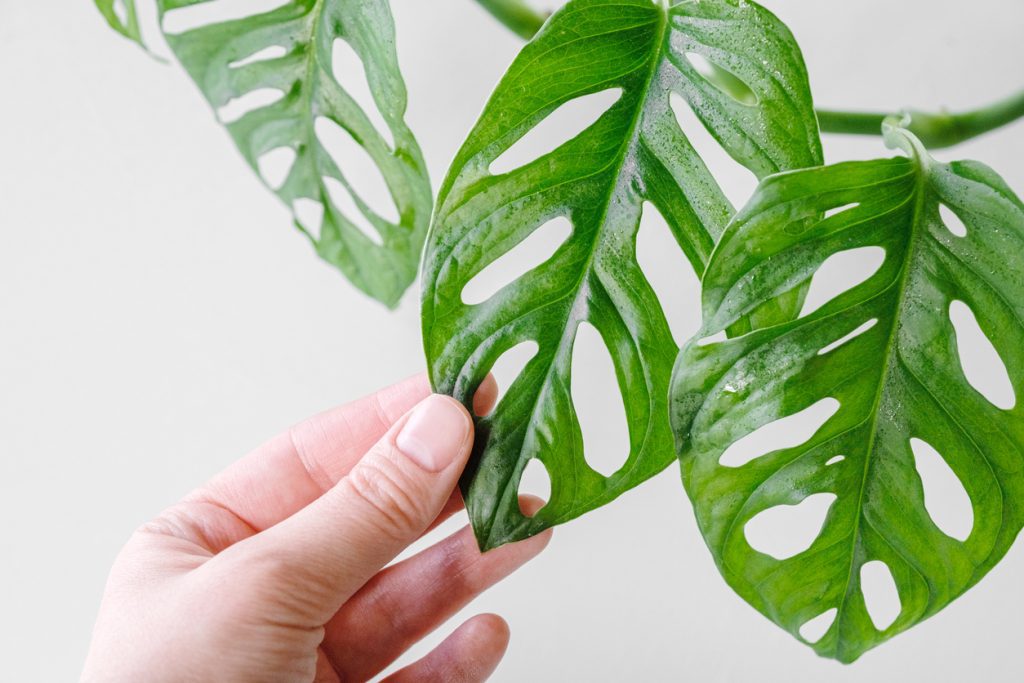Monstera Esqueleto 101: Care Guide, FAQ & Pictures - Foliage Friend ...