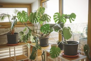 Monstera Light Needs (Requirements Fully Explained) - Foliage Friend ...