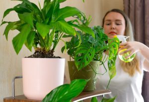 Monstera Light Needs (Requirements Fully Explained) - Foliage Friend ...