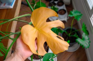 How to Prune Monstera Plants the RIGHT Way (Don't Make These Mistakes ...