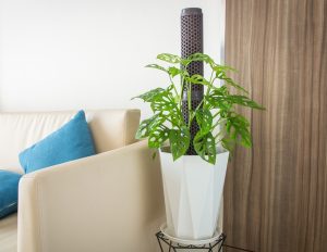 Monstera vs. Pothos: Key Differences and Similarities - Foliage Friend ...