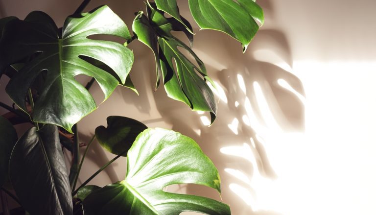 Swiss Cheese Plant vs. Monstera: Key Differences and Similarities ...