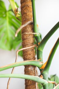 How to Attach Monstera to Moss Pole (8+ Steps to Follow) - Foliage ...