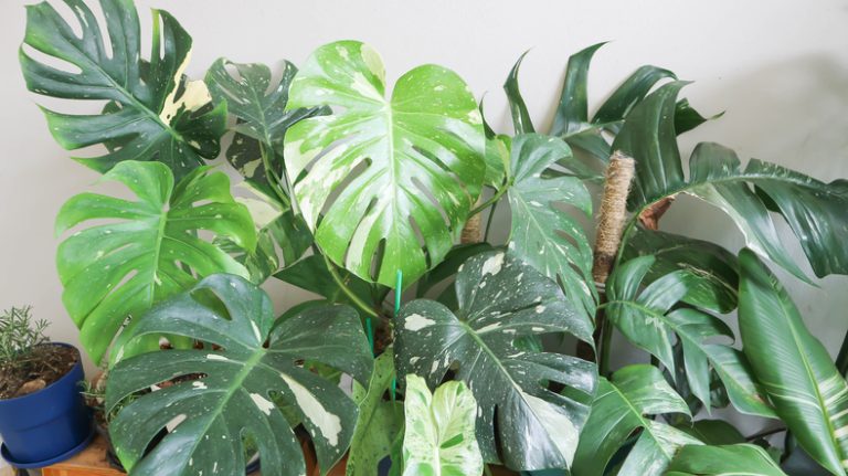 How Big Does Monstera Get? (Explained by Variety) - Foliage Friend ...