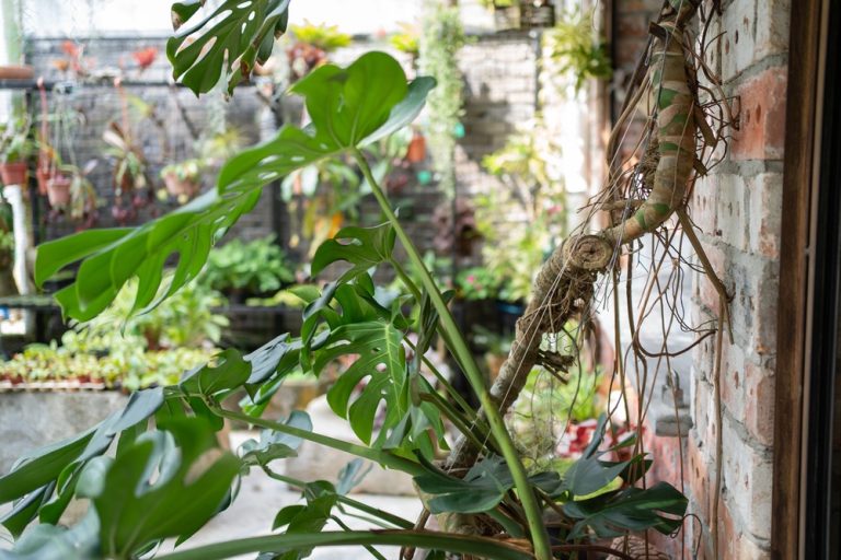 Can You Cut Monstera Aerial Roots? (EXPLAINED) - Foliage Friend - Learn ...