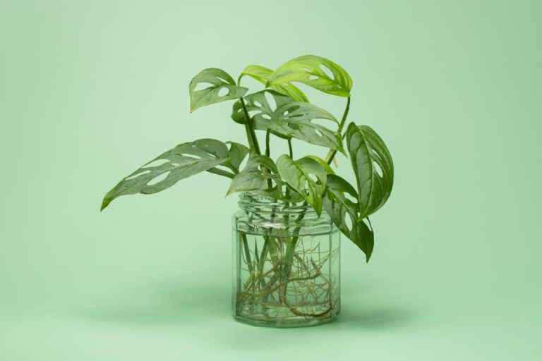 How Long Can Monstera Live in Water? (EXPLAINED) - Foliage Friend ...
