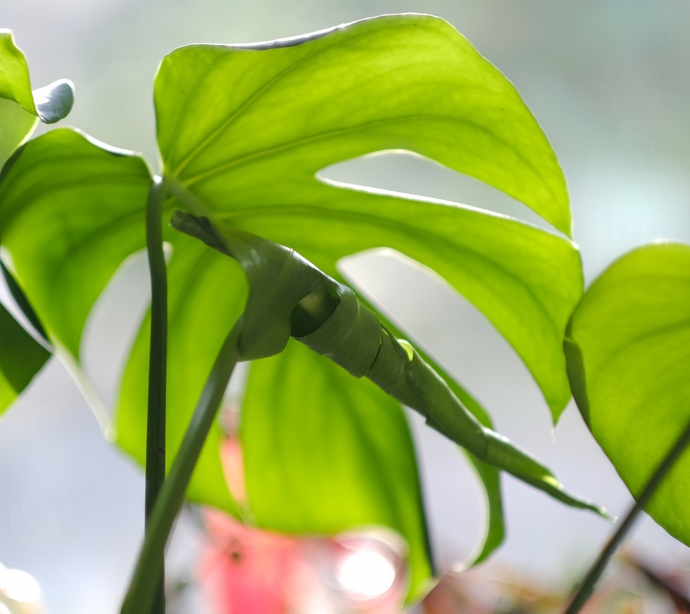 How Long Does it Take a Monstera Leaf to Unfurl? - Foliage Friend ...