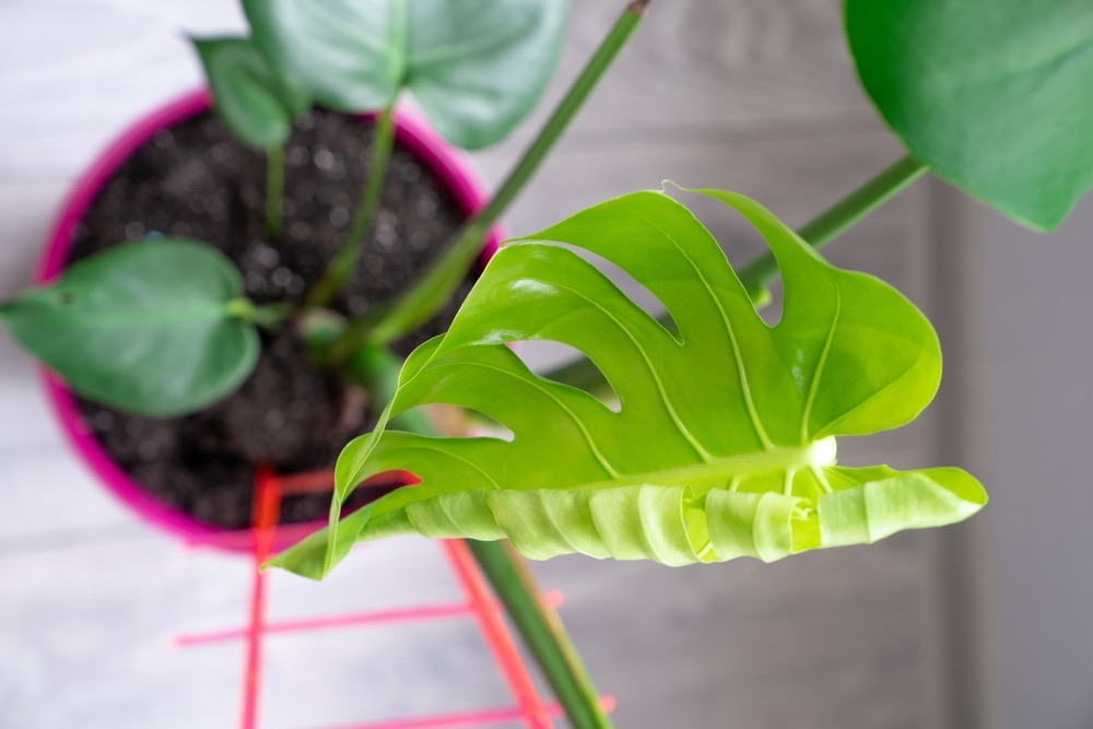 How Long Does it Take a Monstera Leaf to Unfurl? - Foliage Friend ...