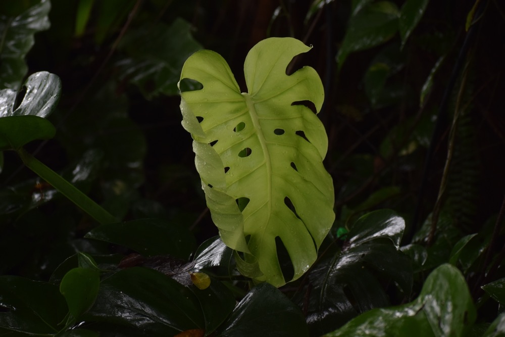 How Long Does it Take a Monstera Leaf to Unfurl? - Foliage Friend ...