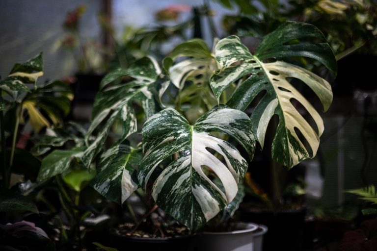 Why Are Monsteras So Expensive? (EXPLAINED) - Foliage Friend - Learn ...