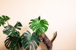 Is Monstera Toxic? (EXPLAINED) - Foliage Friend - Learn About Different ...