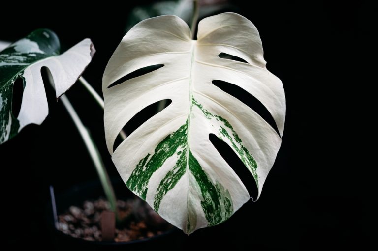 Monstera White Tiger Vs. Albo (Similarities And Differences) - Foliage ...