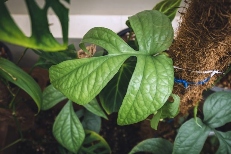 Amydrium Medium vs. Monstera Deliciosa (Key Similarities and ...