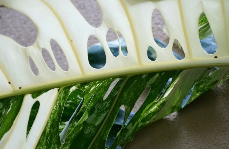 Monstera White Tiger Vs. Albo (Similarities And Differences) - Foliage ...