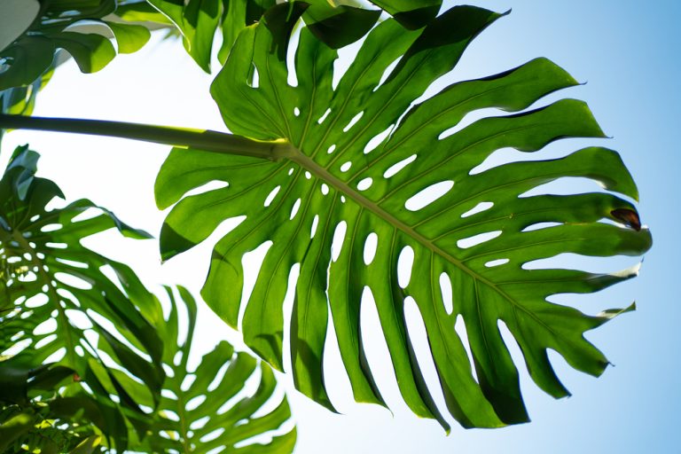 Monstera Deliciosa Large Form vs. Small Form (Key Similarities and ...