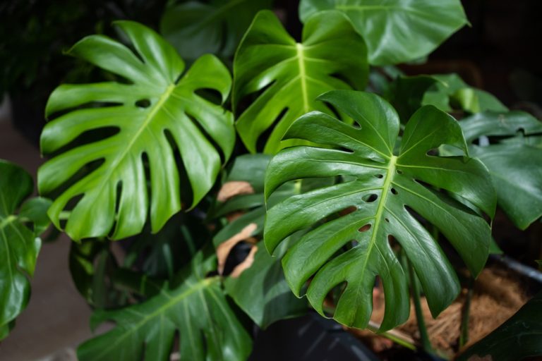 Monstera Deliciosa Large Form vs. Small Form (Key Similarities and ...