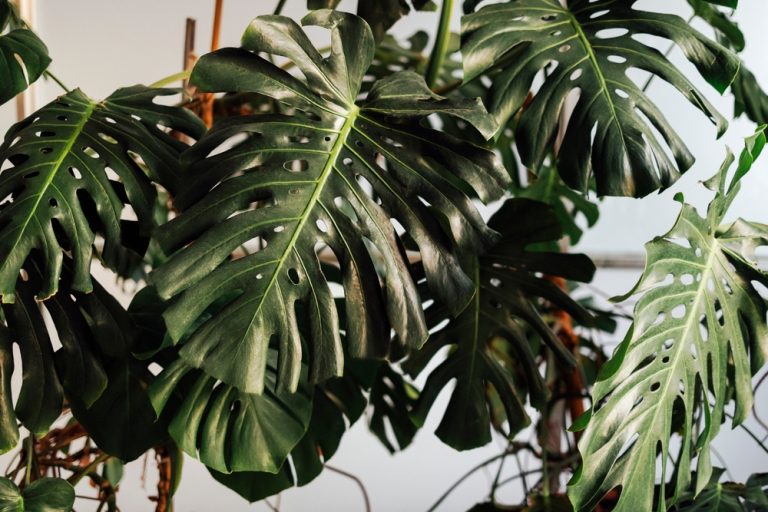 How to Care for Large Monstera: Expert Tips for a Thriving Plant ...