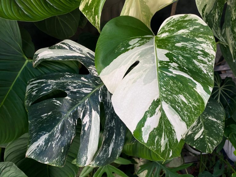 Monstera White Tiger Vs. Albo (Similarities And Differences) - Foliage ...
