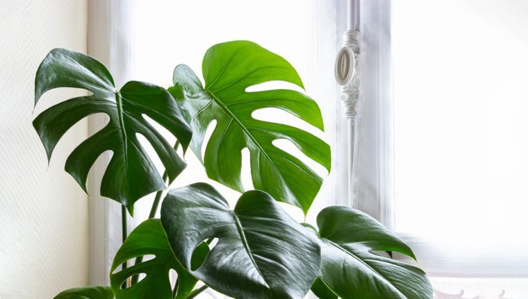 How to get monstera leaves to split (EXPLAINED) - Foliage Friend ...