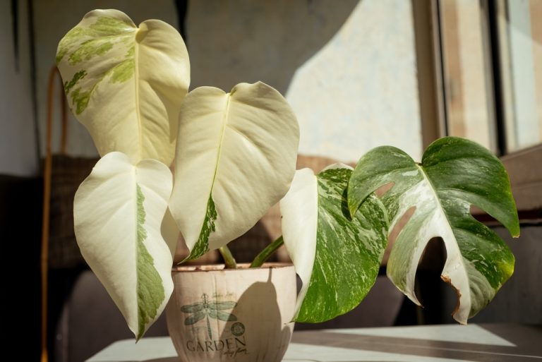 Monstera White Tiger Vs. Albo (Similarities And Differences) - Foliage ...