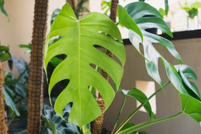 Monstera Deliciosa Large Form vs. Small Form (Key Similarities and ...