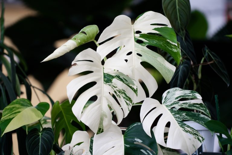 Monstera White Tiger Vs. Albo (Similarities And Differences) - Foliage ...