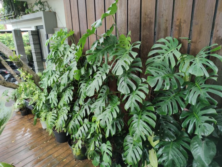 Monstera Deliciosa Large Form vs. Small Form (Key Similarities and ...