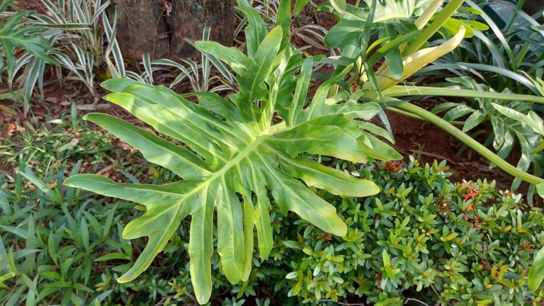 What is a Philodendron: A Guide to the Popular Houseplant - Foliage ...