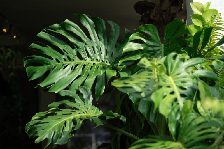 Monstera Deliciosa Large Form vs. Small Form (Key Similarities and ...