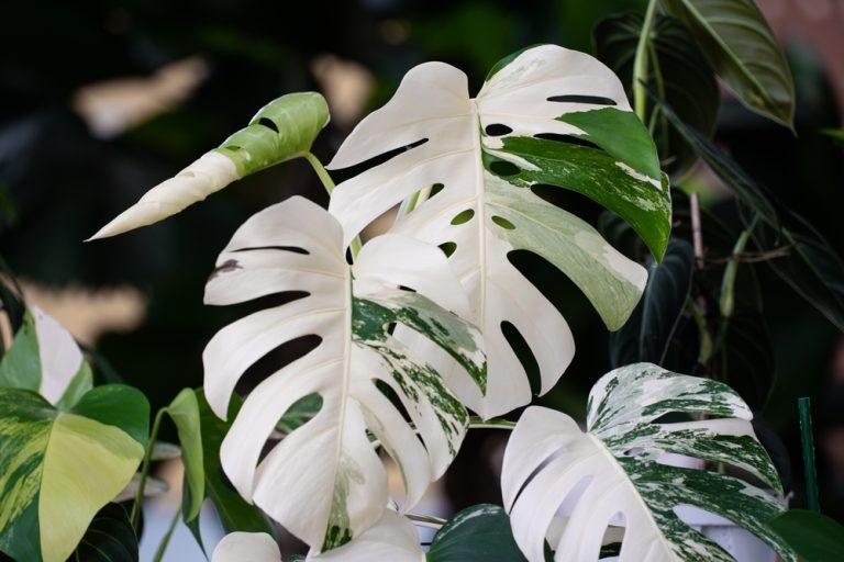 How to Encourage Variegation in Monstera (4 Steps) - Foliage Friend ...
