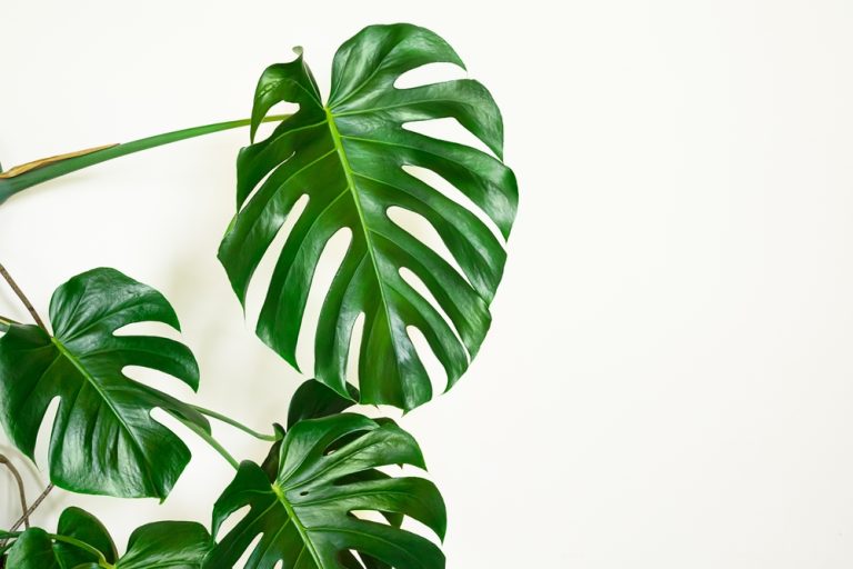 Healthy vs. Unhealthy Monstera - Foliage Friend - Learn About Different ...