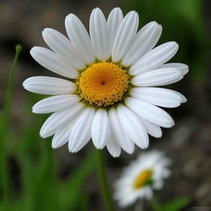 12 Flowers That Represent Birth Months: A Colorful Guide - Foliage ...