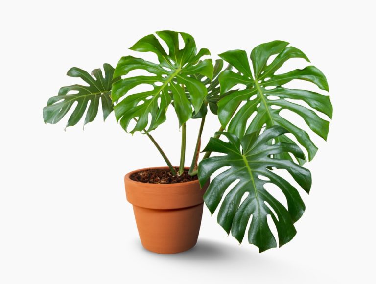 Monstera Varieties: 21 Types of Monstera Plants (Complete List w ...
