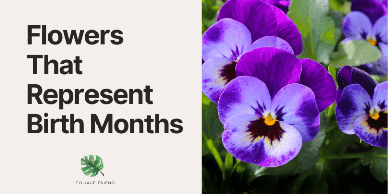 12 Flowers That Represent Birth Months: A Colorful Guide - Foliage ...