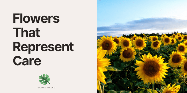 10 Flowers That Represent Care: From The Heart - Foliage Friend - Learn ...