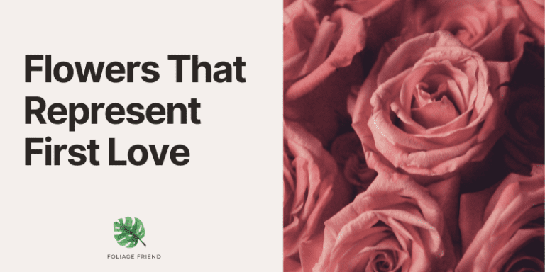 10 Flowers That Represent First Love: Age Of Innocence - Foliage Friend ...