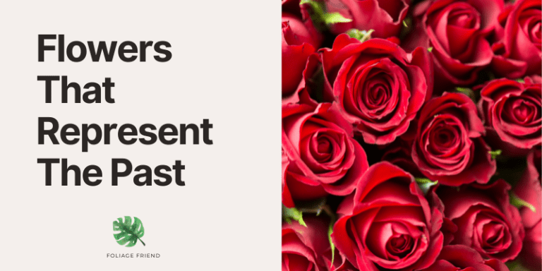 10 Flowers That Represent The Past: Evoking Nostalgia - Foliage Friend ...