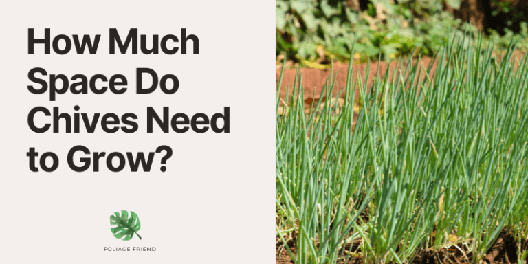 How Much Space Do Chives Need to Grow? A Quick Guide - Foliage Friend ...