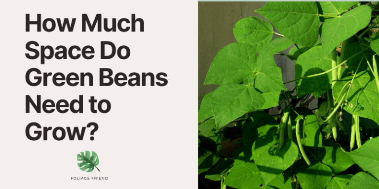 How Much Space Do Green Beans Need to Grow: A Concise Guide - Foliage ...