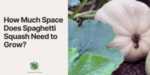 How Much Space Does Spaghetti Squash Need to Grow: Essential Garden ...