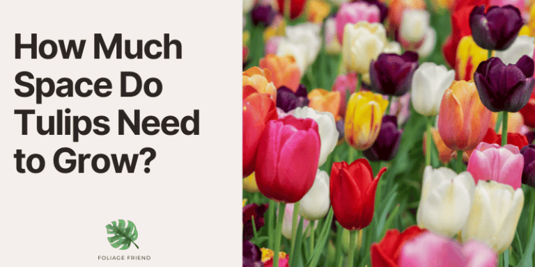 How Much Space Do Tulips Need to Grow: A Comprehensive Guide - Foliage ...