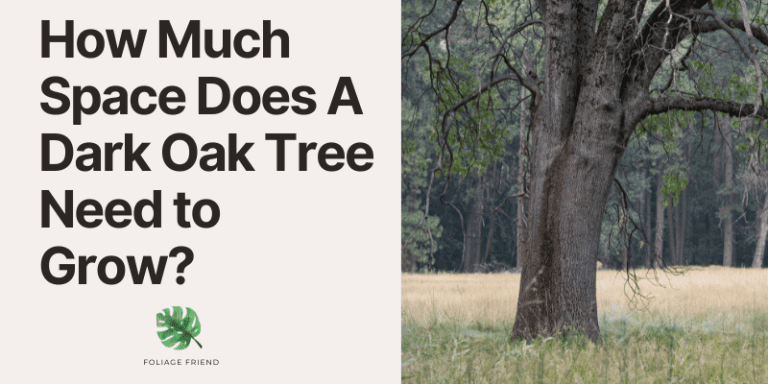 How Much Space Does A Dark Oak Tree Need to Grow? (Fully Explained ...