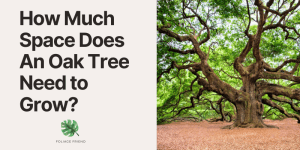 How Much Space Does an Oak Tree Need to Grow: Essential Guidelines for ...